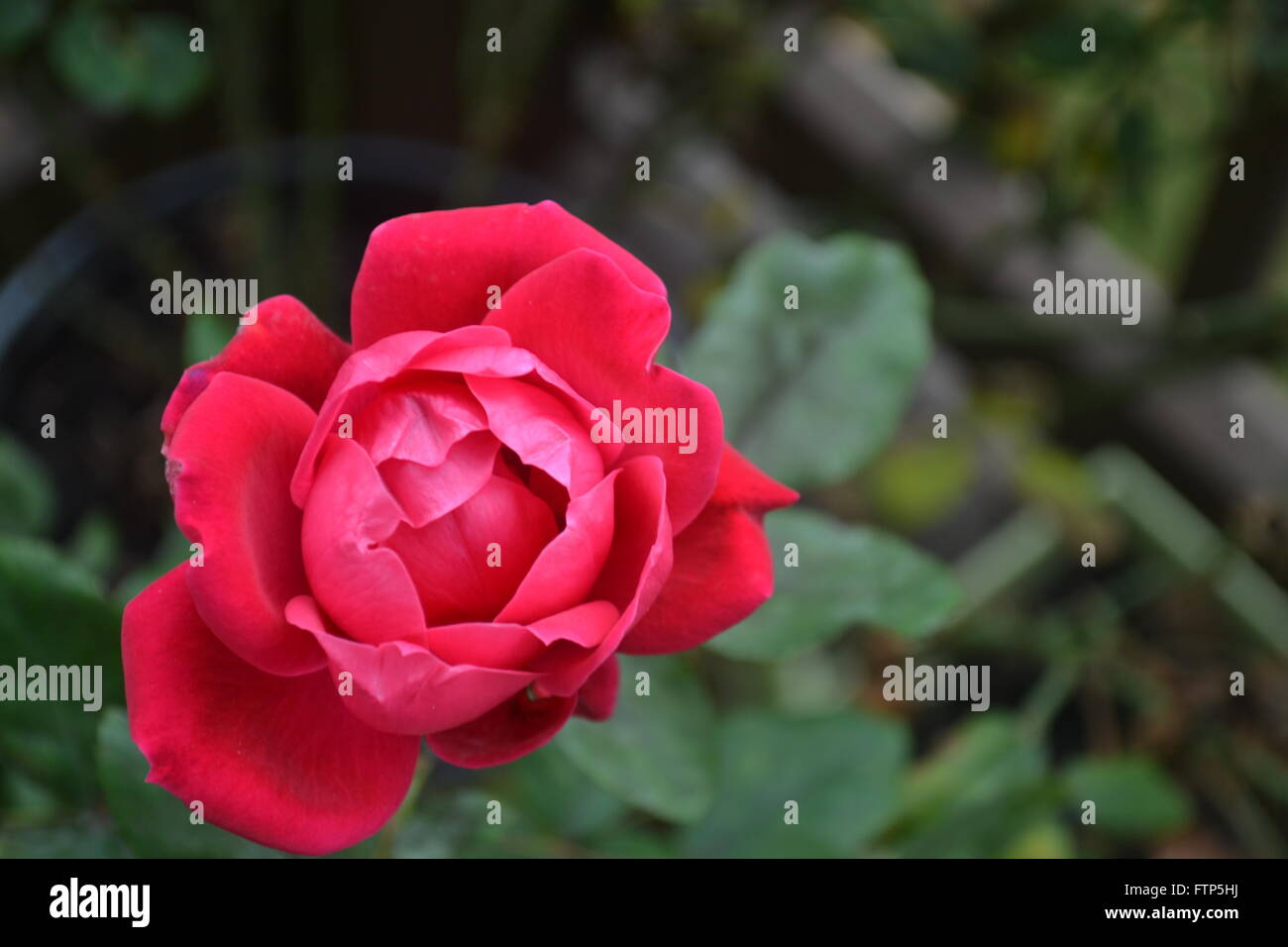 Blooming Red Rose Stock Photo - Alamy