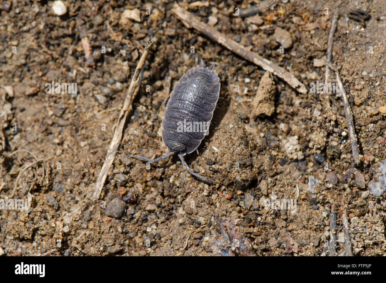 Common rough woodlouse, Porcellio scaber, exposed to sun Stock Photo ...