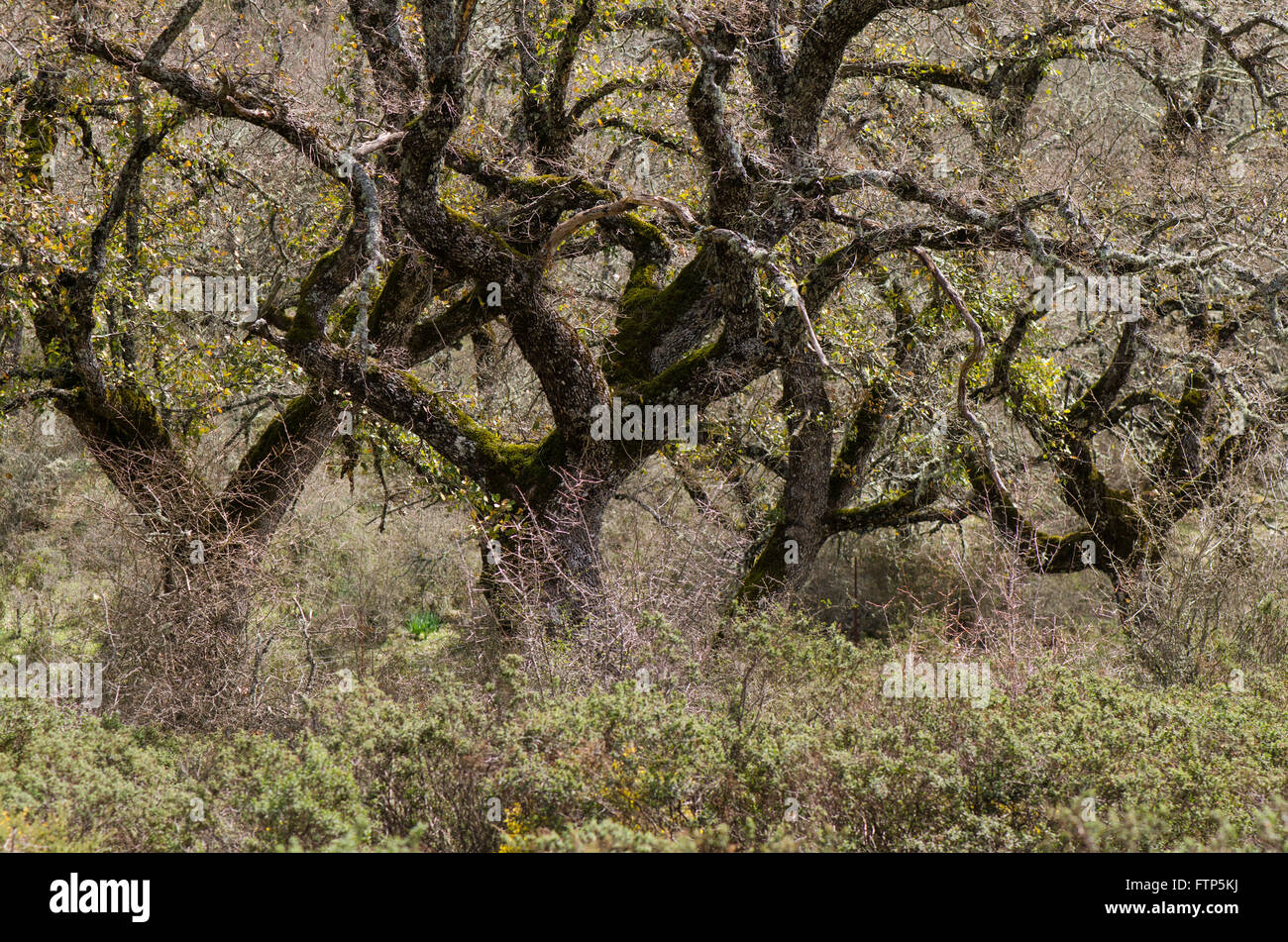 Quercus faginea, Portuguese oaks, forest in campobuche, Sierra de ...