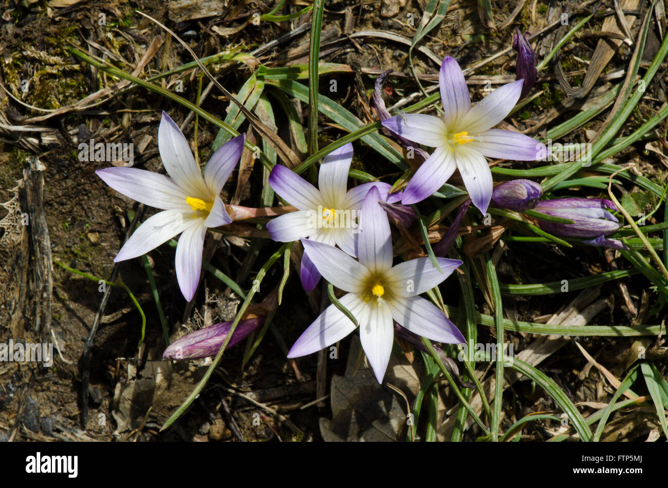 Crocus-leaved Romulea, sand crocus, Romulea bulbocodium, Grazalema ...