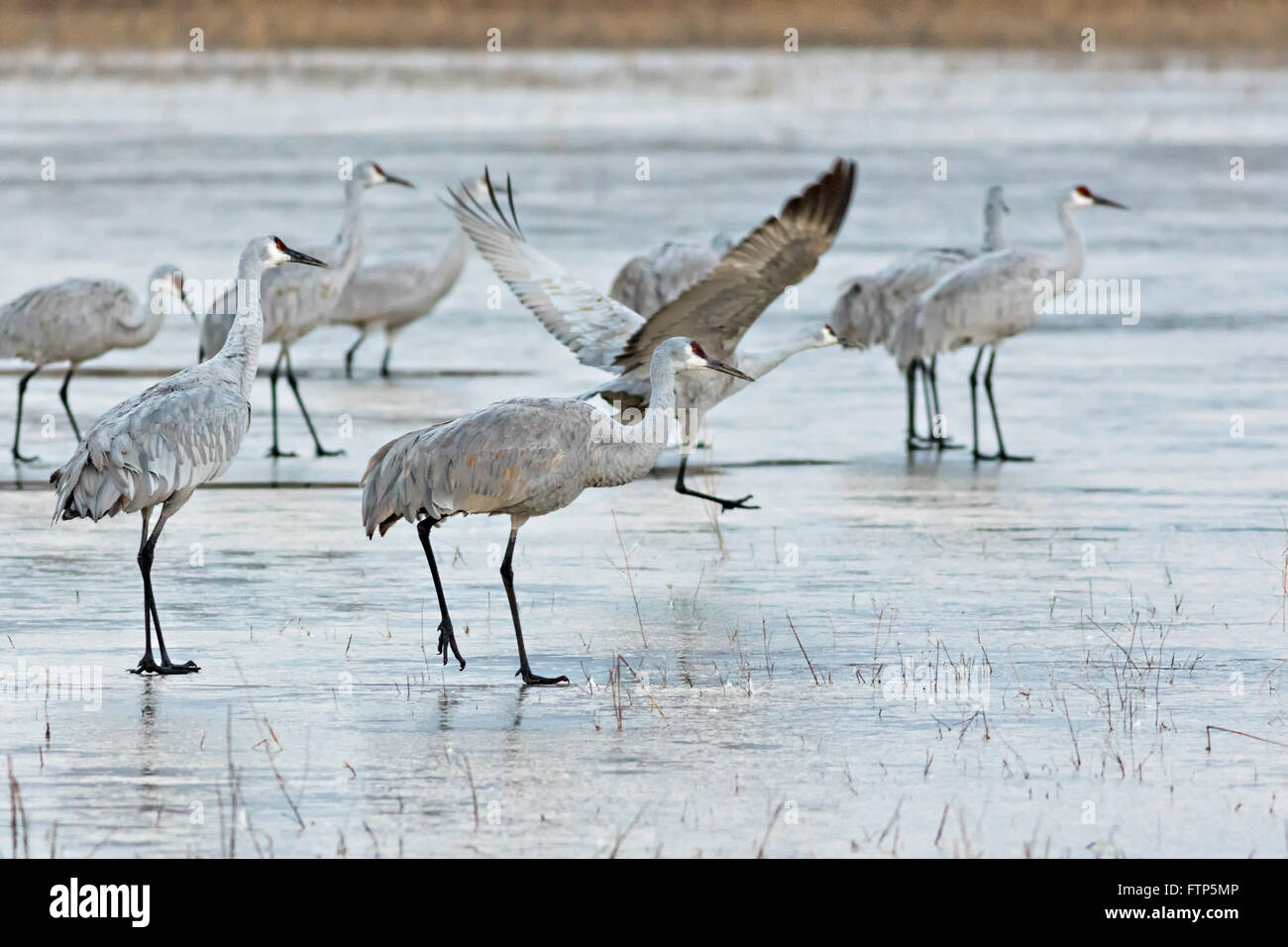 Sandhill Cranes slide across the frozen marsh as they struggle to fly ...