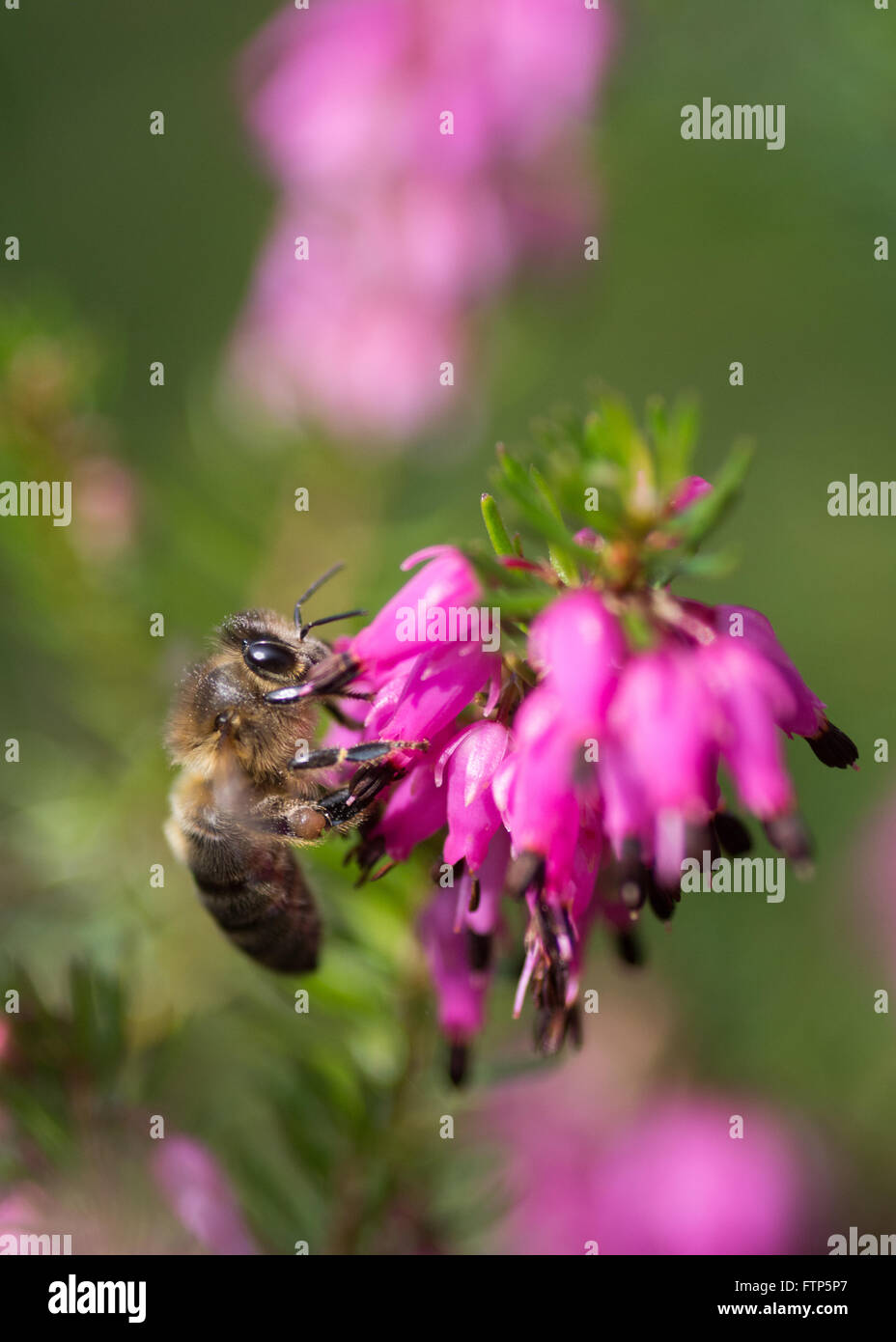 Heather and bee hi-res stock photography and images - Alamy
