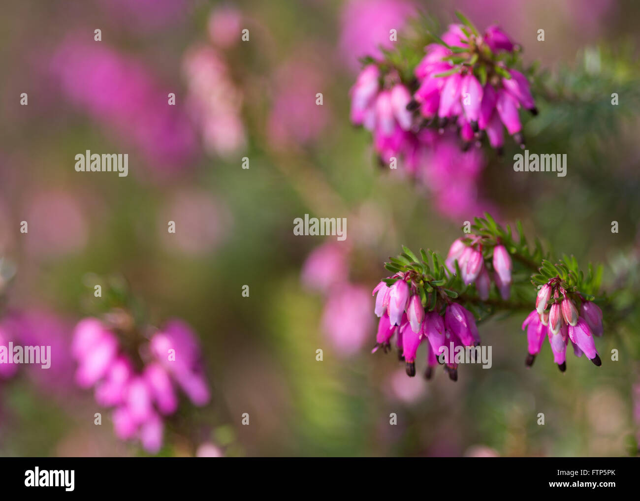 Heather bright hi-res stock photography and images - Alamy