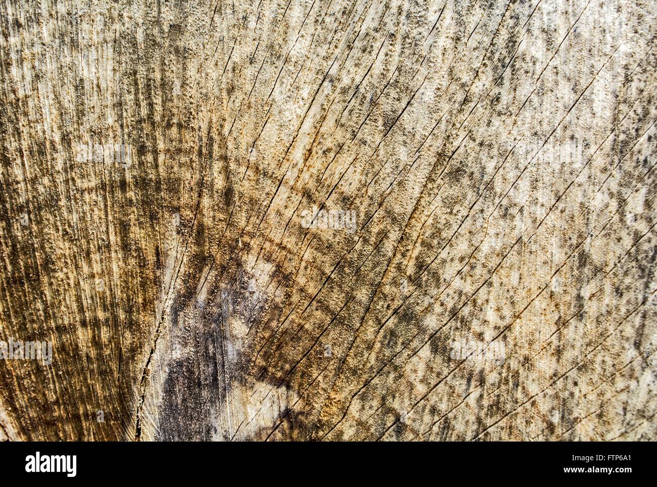 Texture severed colon old plane tree Stock Photo - Alamy