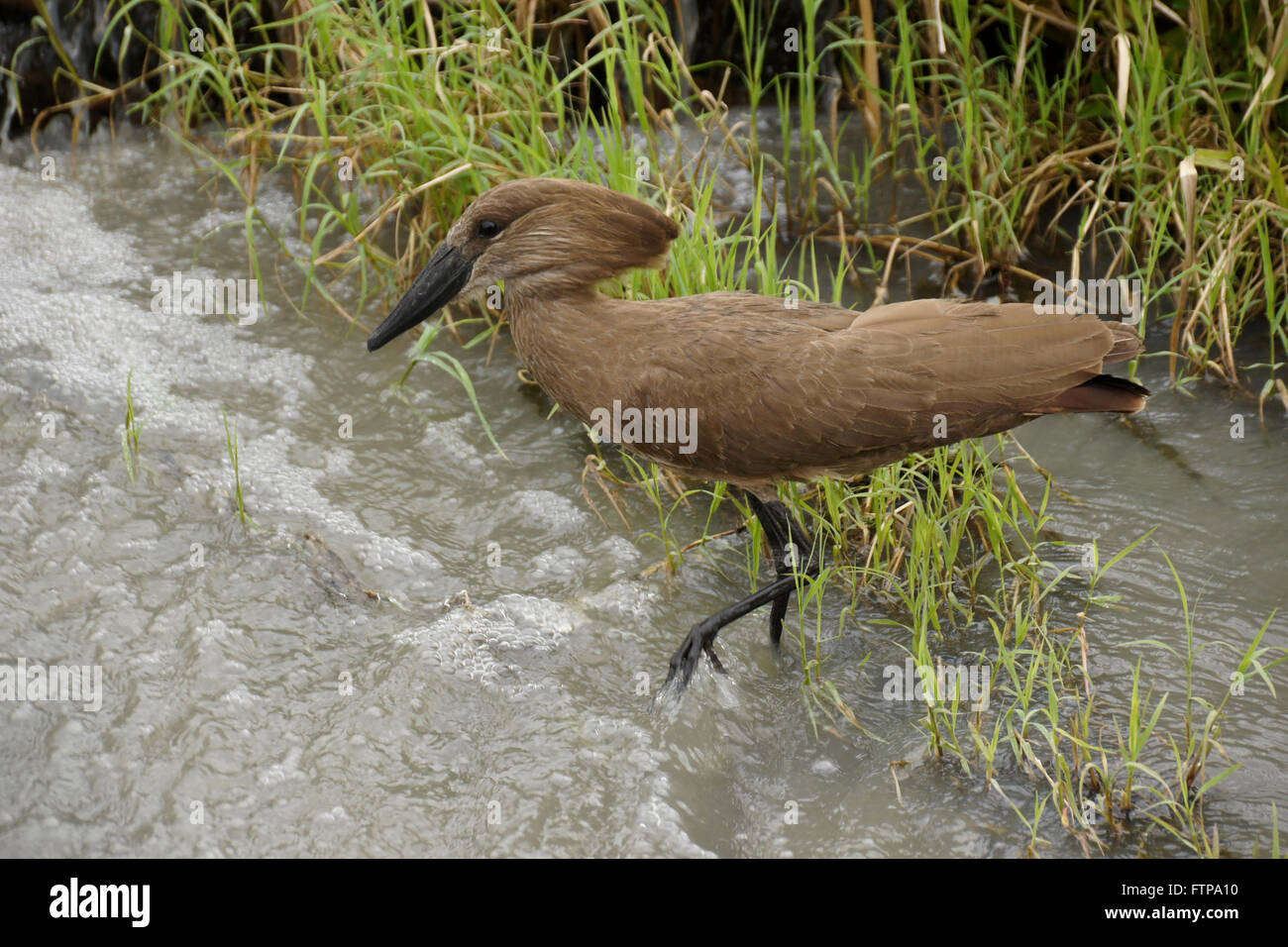 Hammerkop (hammerhead) stork wading in stream, Serengeti National Park ...