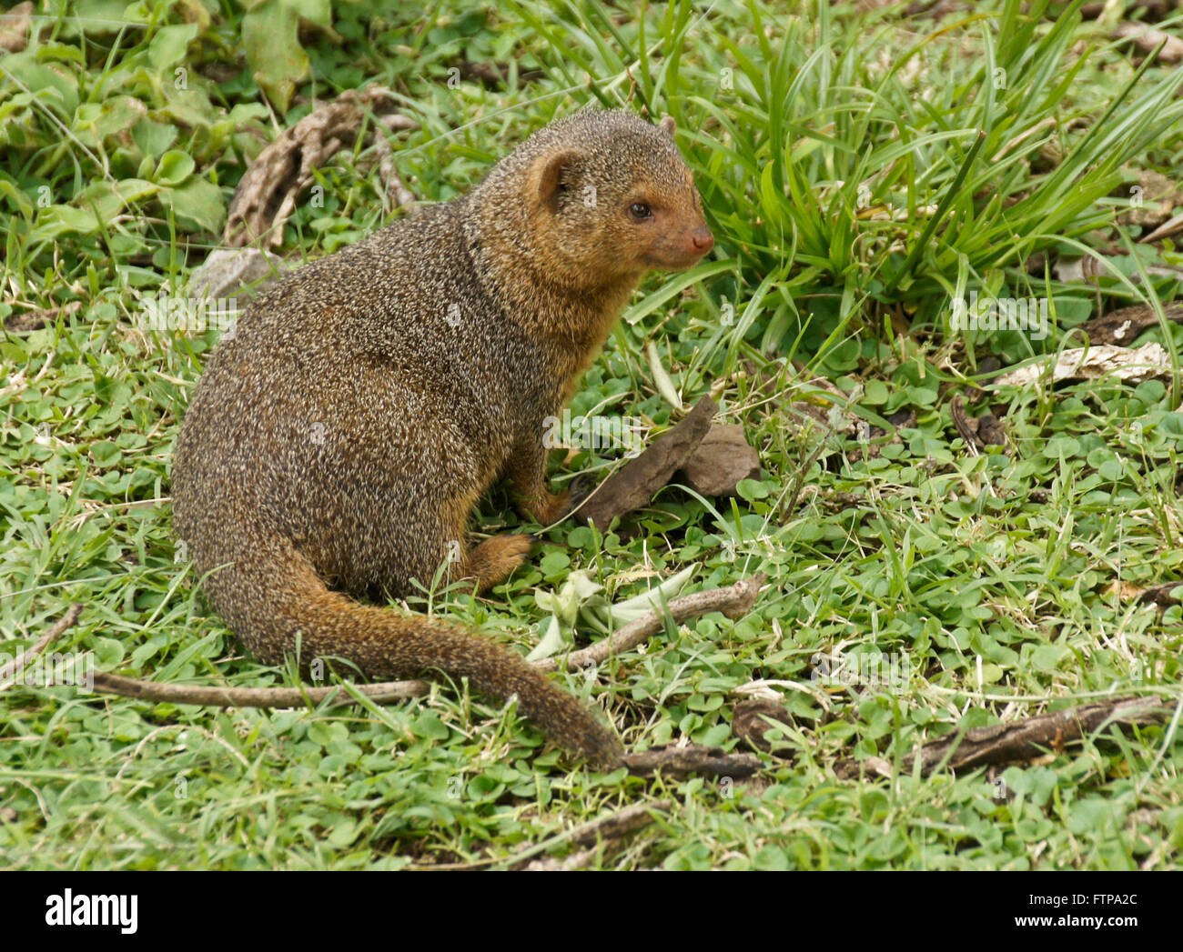 Eastern dwarf mongoose, Serengeti National Park, Tanzania Stock Photo ...