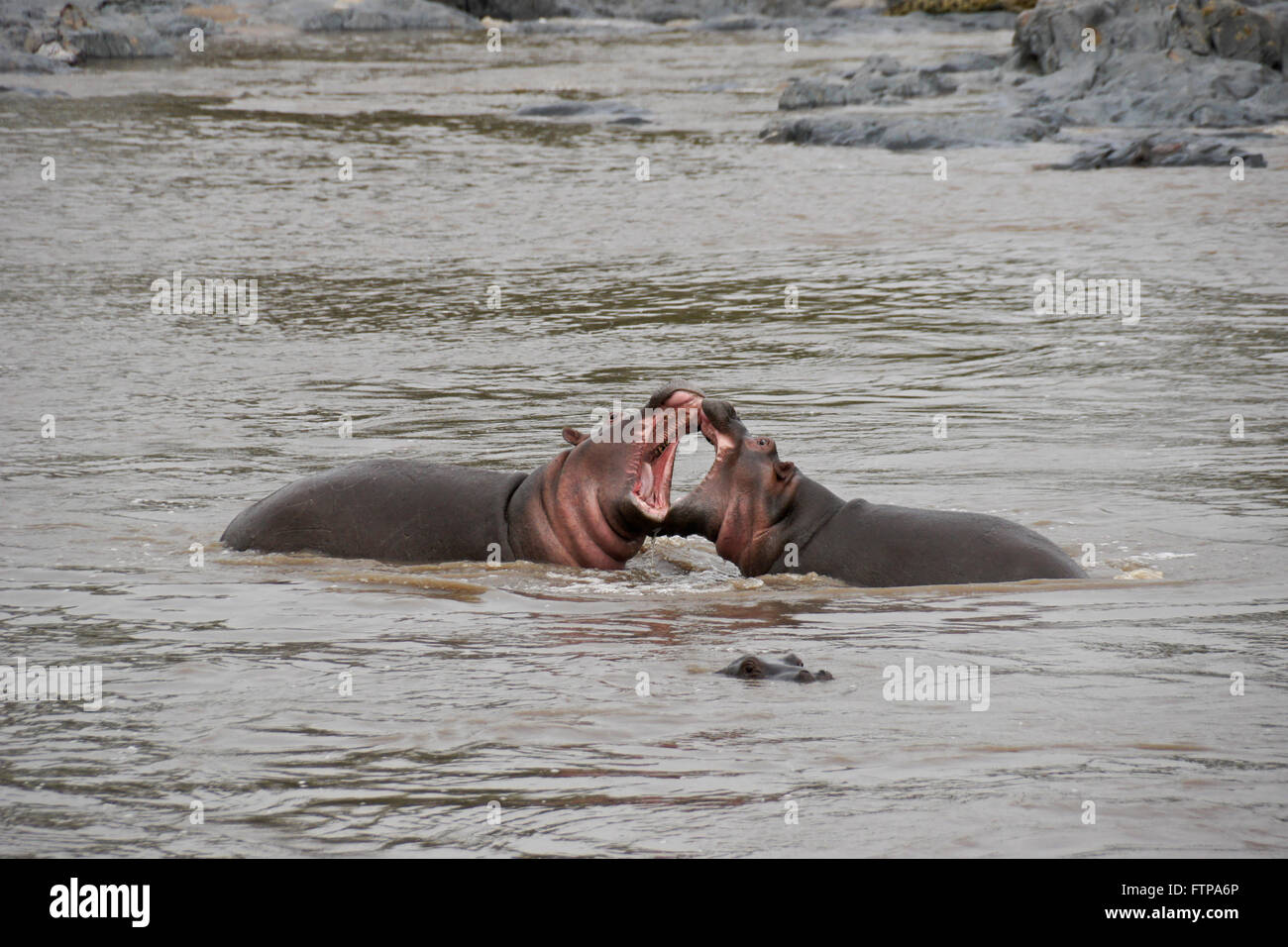 Hippos play-fighting in river, Serengeti National Park, Tanzania Stock ...