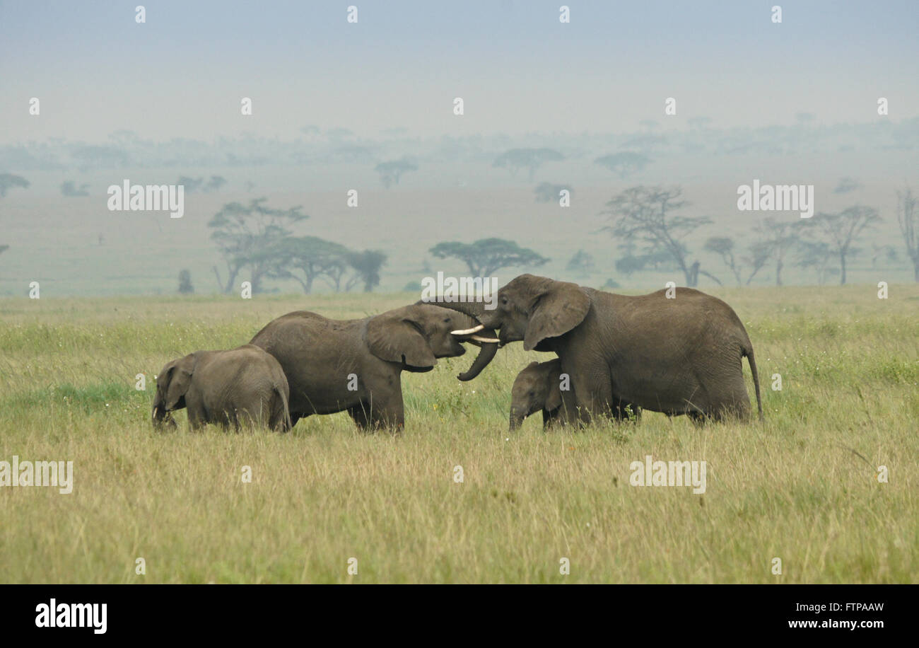 Group elephants greeting hi-res stock photography and images - Alamy