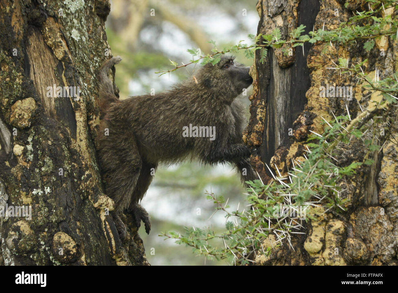 Olive baboon foraging for insects in tree, Ngorongoro Crater, Tanzania ...