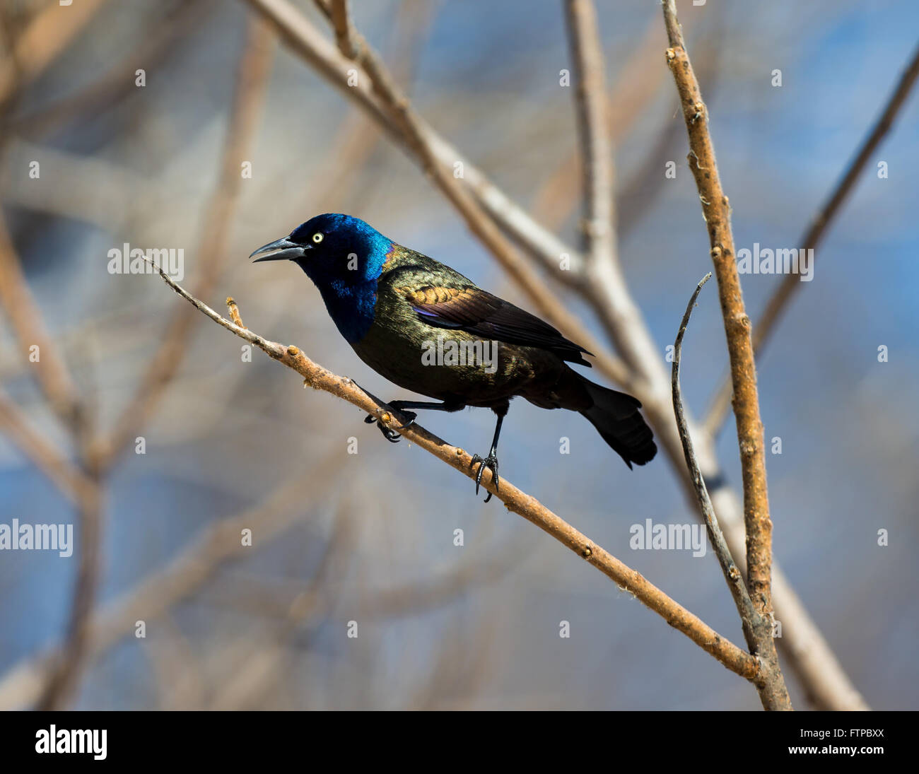 Grackel hi-res stock photography and images - Alamy