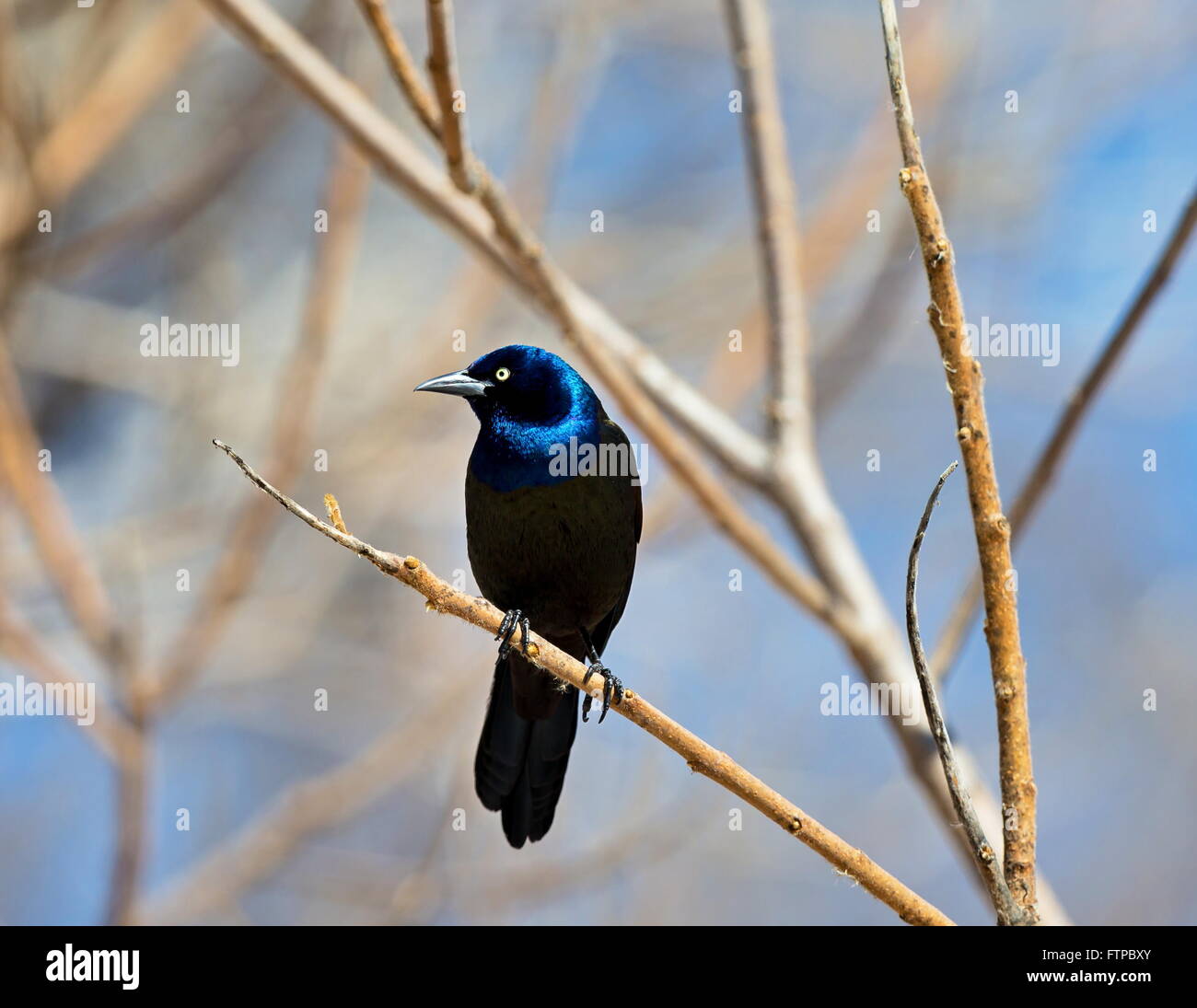 Grackle ornithology hi-res stock photography and images - Alamy