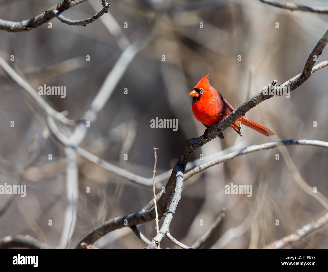 Northern cardinals bright red plumage hi-res stock photography and ...