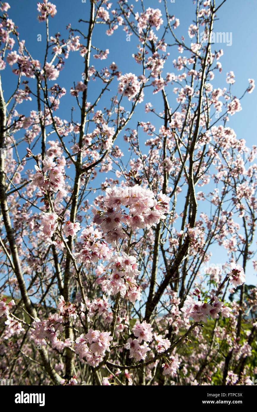 Cerejeira Japonesa Flores De Cerejeira Japonesa Ou Sakura (Prunus