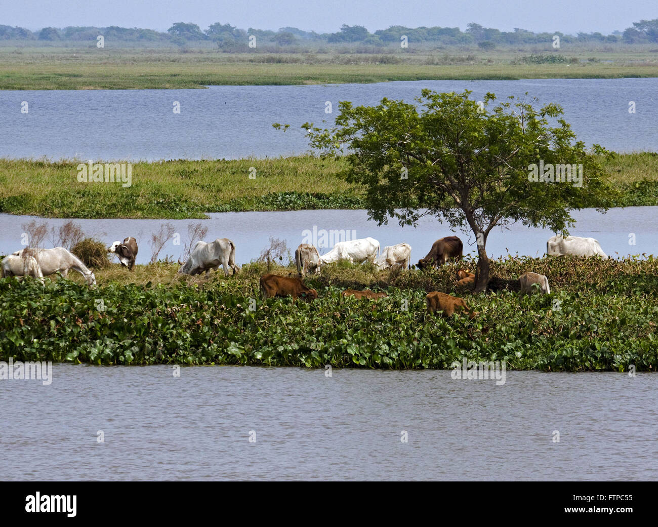 Grazing cattle river hi-res stock photography and images - Alamy