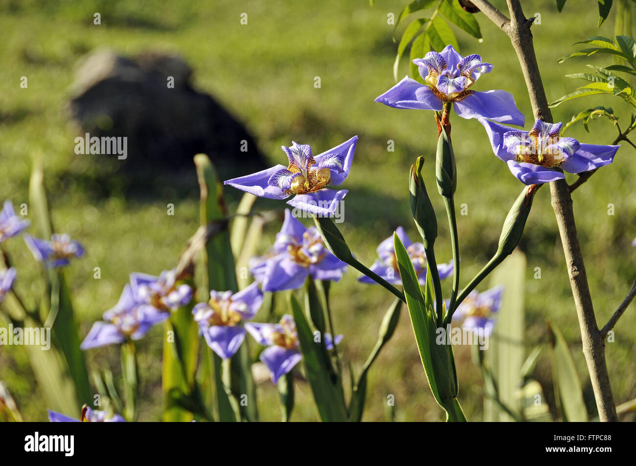 Lopo hi-res stock photography and images - Alamy
