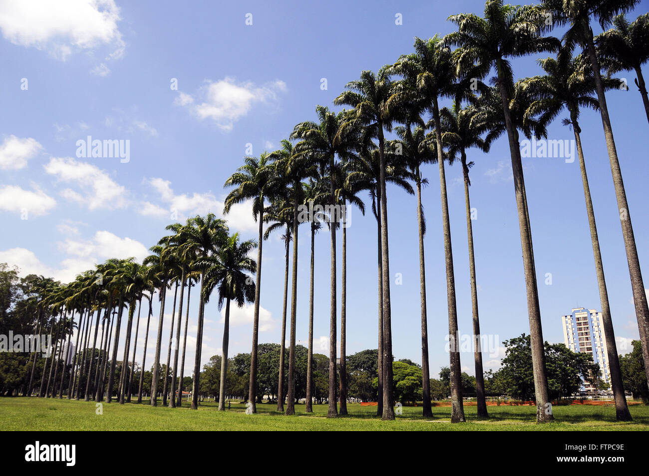 Mall of imperial palms - Roystonea oleracea - in Roberto Burle Marx ...