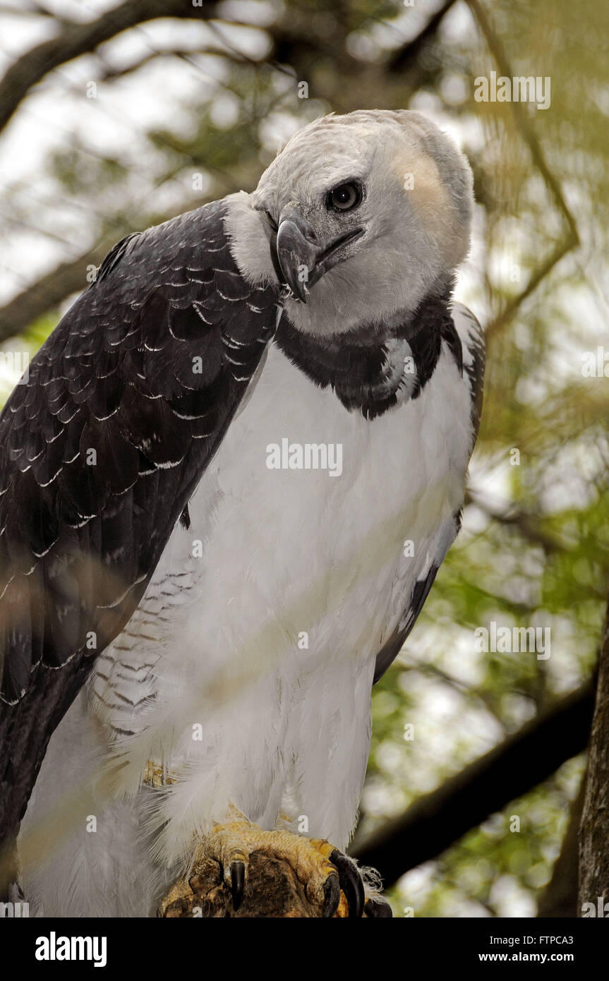 Harpy hi-res stock photography and images - Alamy