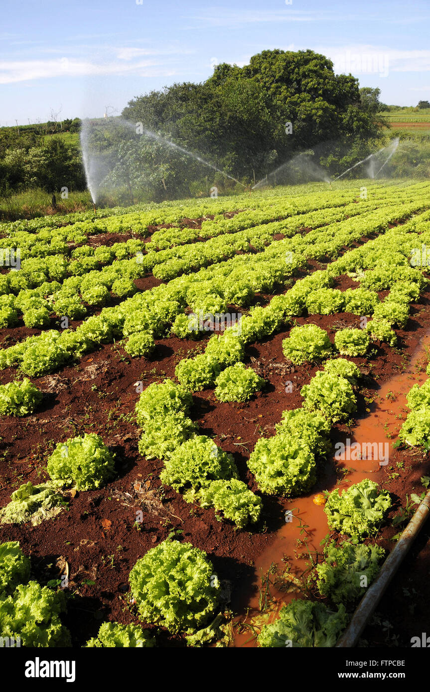 Plantation of vegetables for commercial purposes in rural Campinas ...