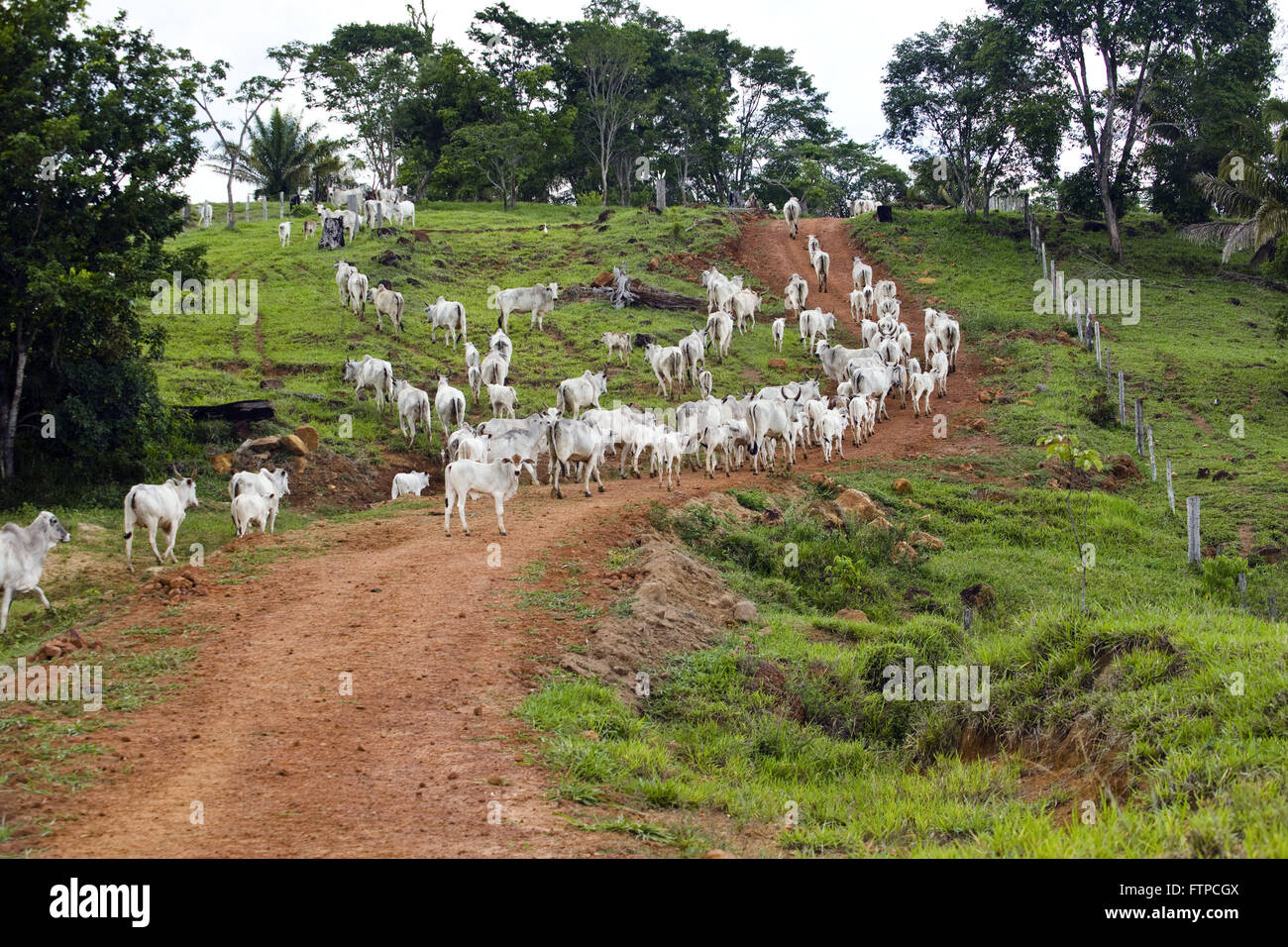 Herd of cattle on dirt road Stock Photo - Alamy