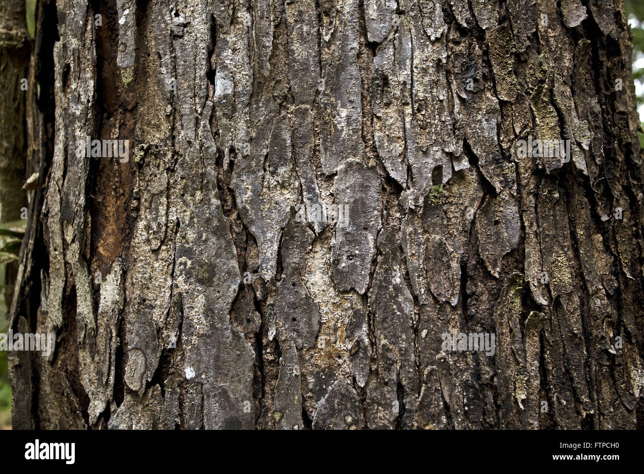 Close up detail of tree bark hi-res stock photography and images - Alamy