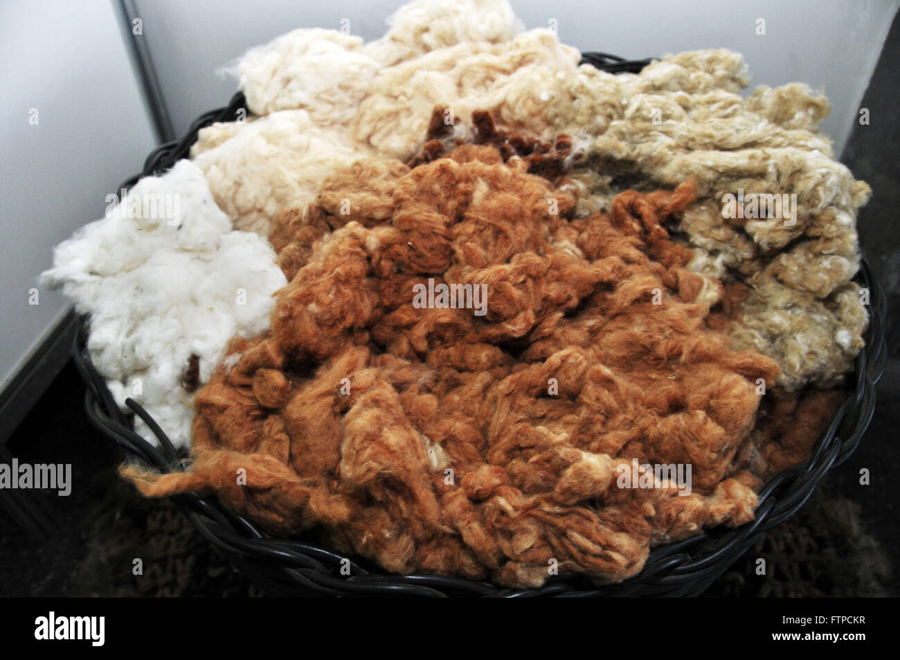 Organic cotton colorful cotton developed by EMBRAPA Stock Photo - Alamy