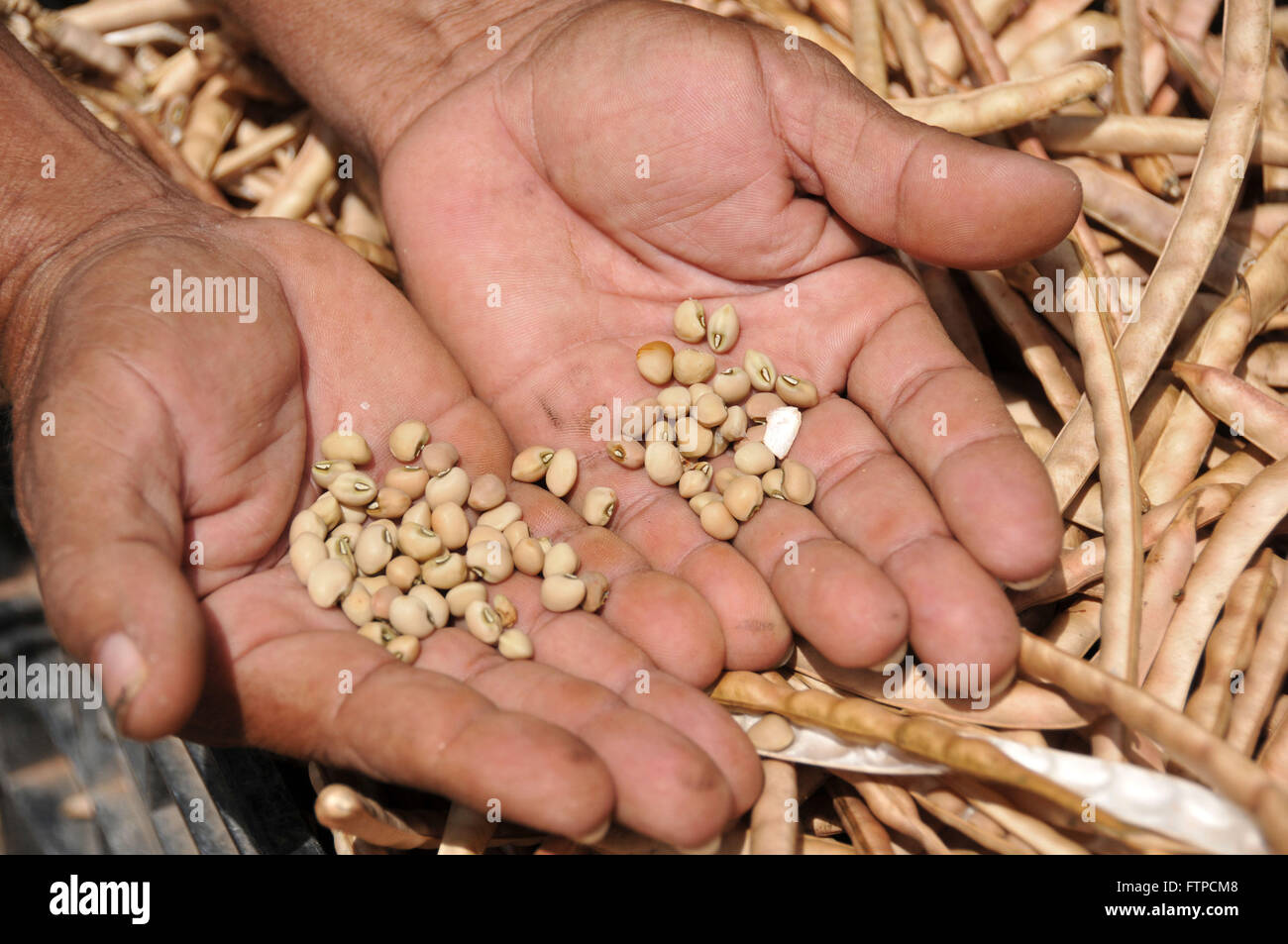 Threshing beans hi-res stock photography and images - Alamy