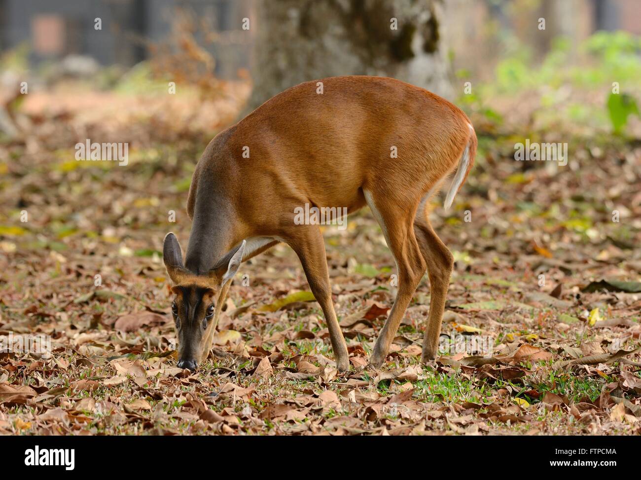 beautiful female red muntjack (Muntiacus muntjack) in Thai forest Stock ...