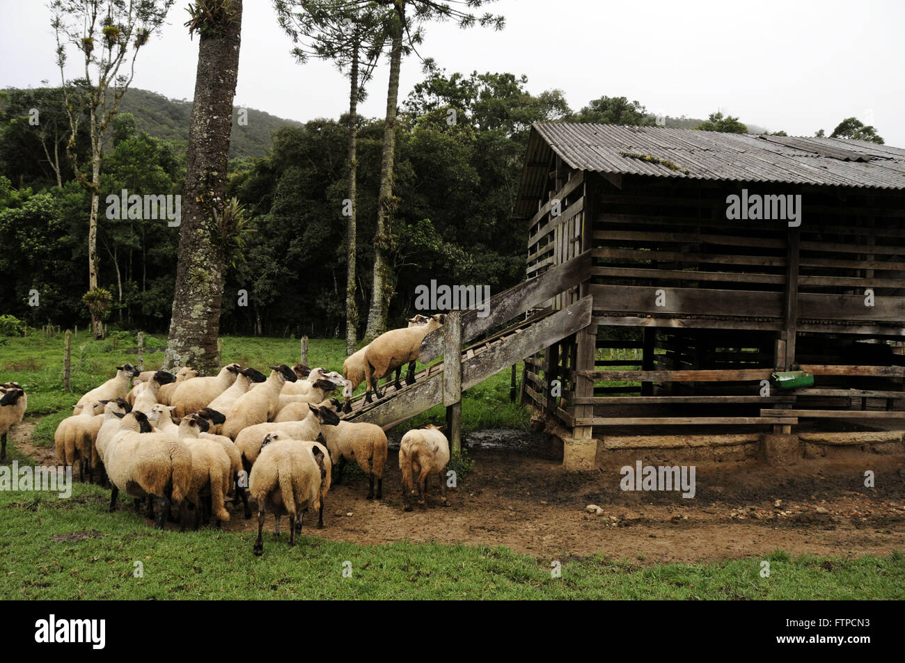 Sheep corral hi-res stock photography and images - Alamy