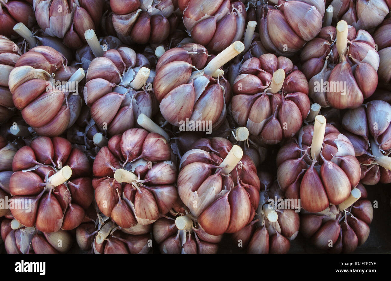 Garlic sale in Pacaembu Fair in Praca Charles Miller Stock Photo - Alamy