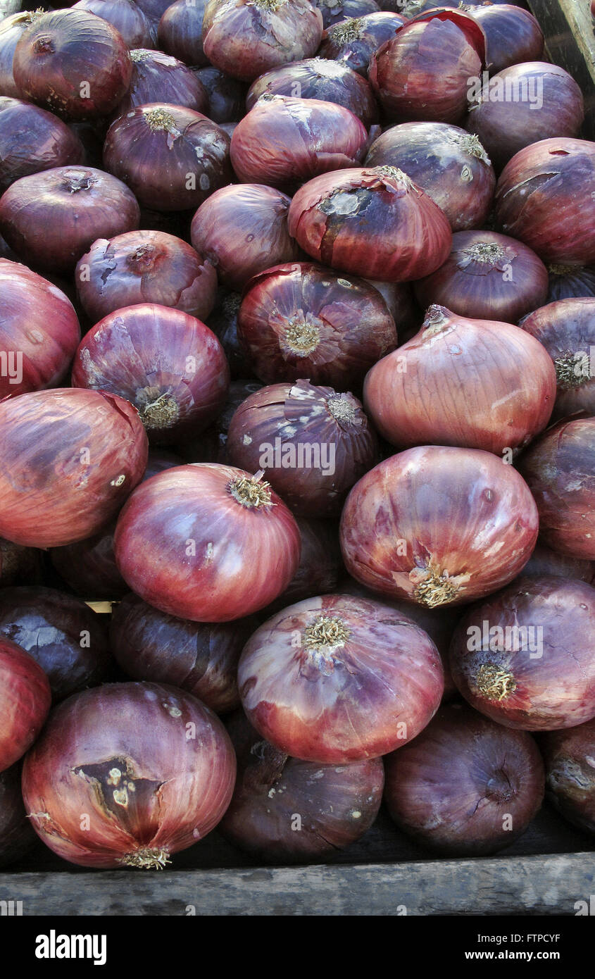 Purple Onion sale in Pacaembu Fair in Praca Charles Miller Stock Photo ...