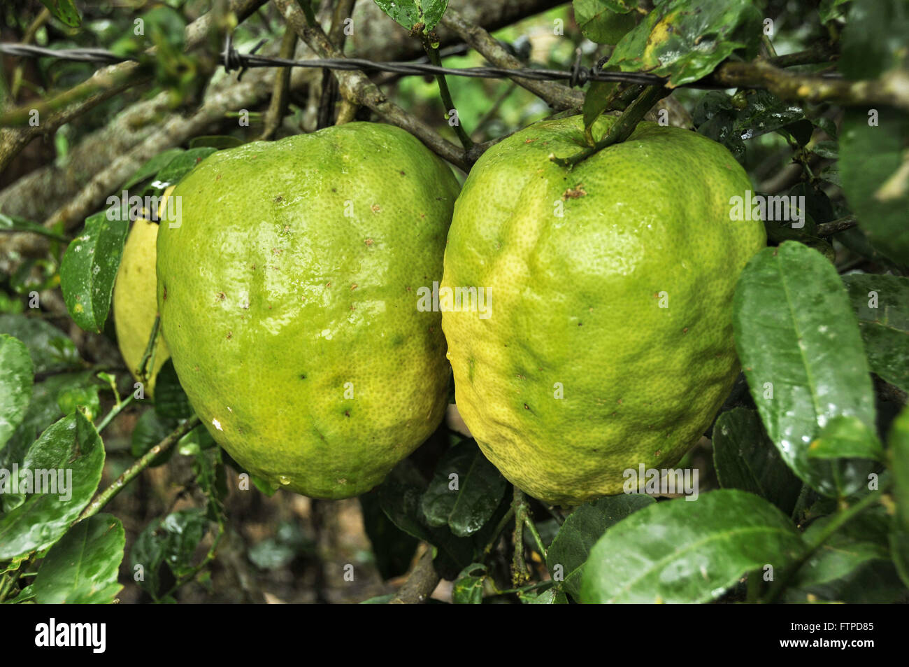 Citron green plant hi-res stock photography and images - Alamy