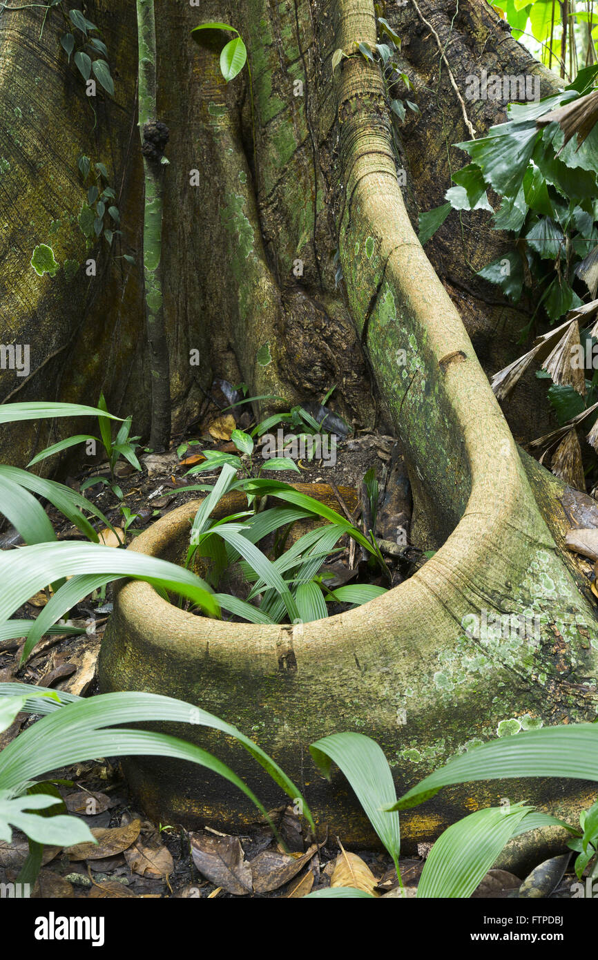 Exposed root of a centennial tree in Parque Henrique Lage Stock Photo ...