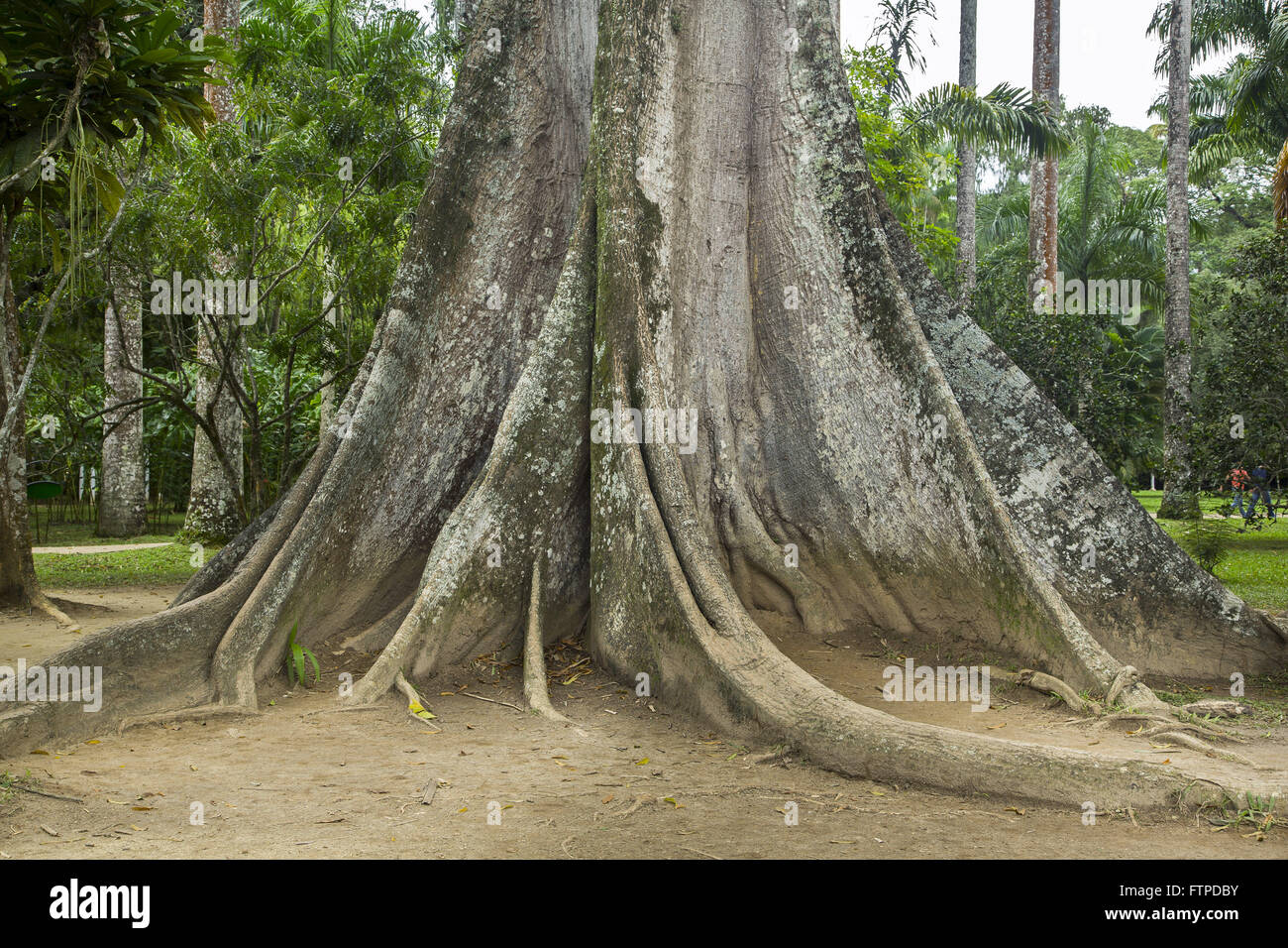 Kapok tree hi-res stock photography and images - Alamy