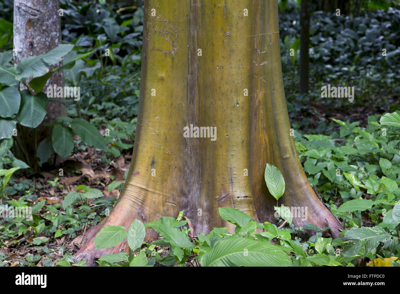 Pau mulato tree hi-res stock photography and images - Alamy