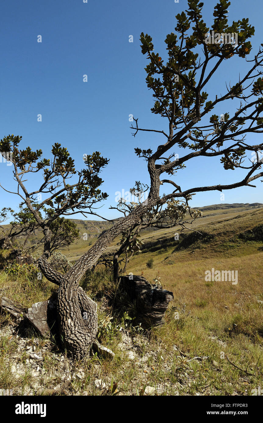 Twisted tree trunk hi-res stock photography and images - Alamy