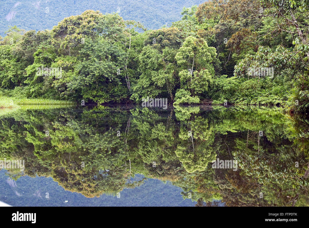 Atlantic forest hi-res stock photography and images - Alamy