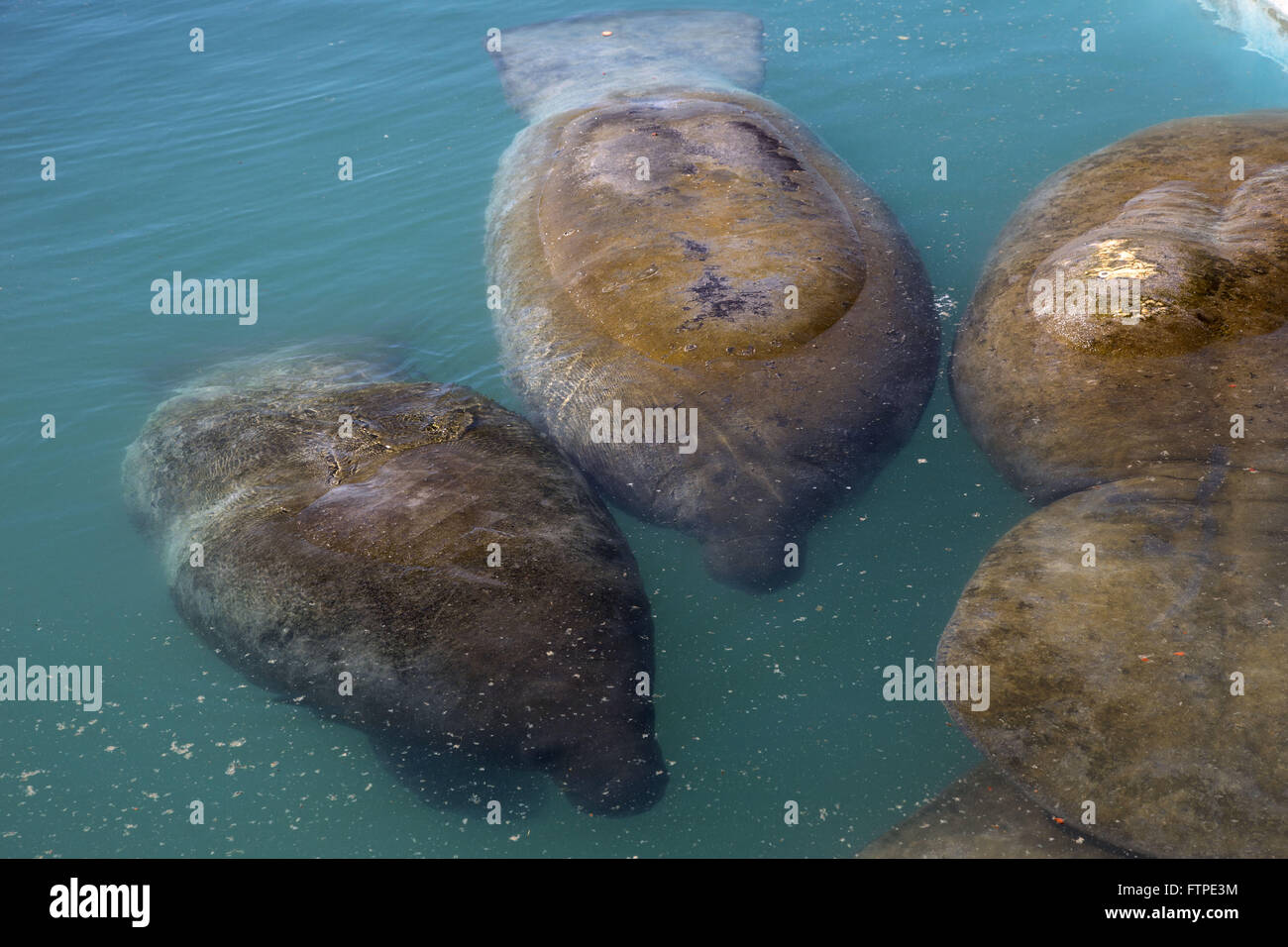 Manatees Playing