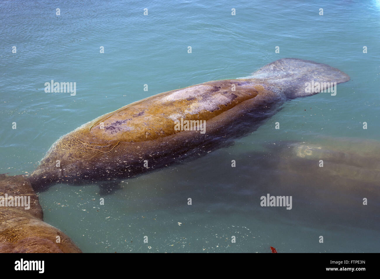Manatee Top Down View
