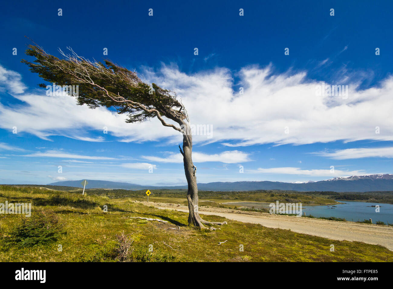 misshapen by wind tree in patagonia tierra del fuego with sky with ...
