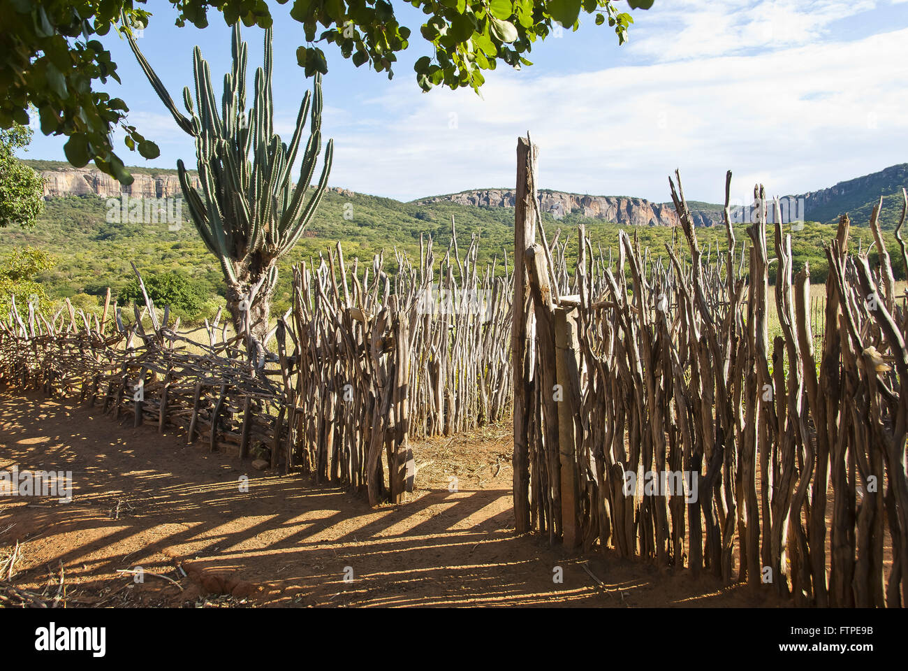 About forming corral for creation of goats and cactus tree in the ...