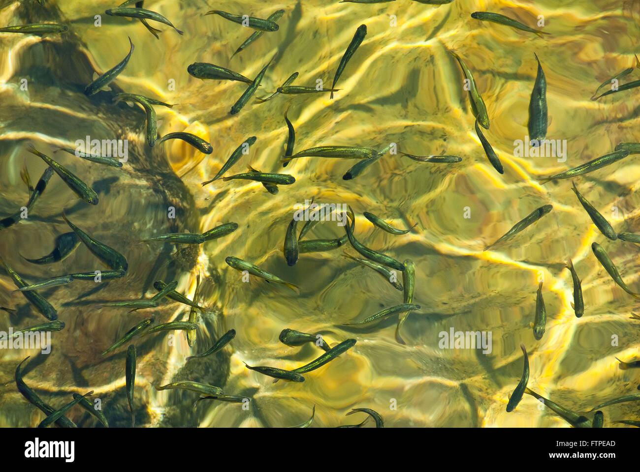 Fish in the stream waterfall Almecegas II Stock Photo - Alamy