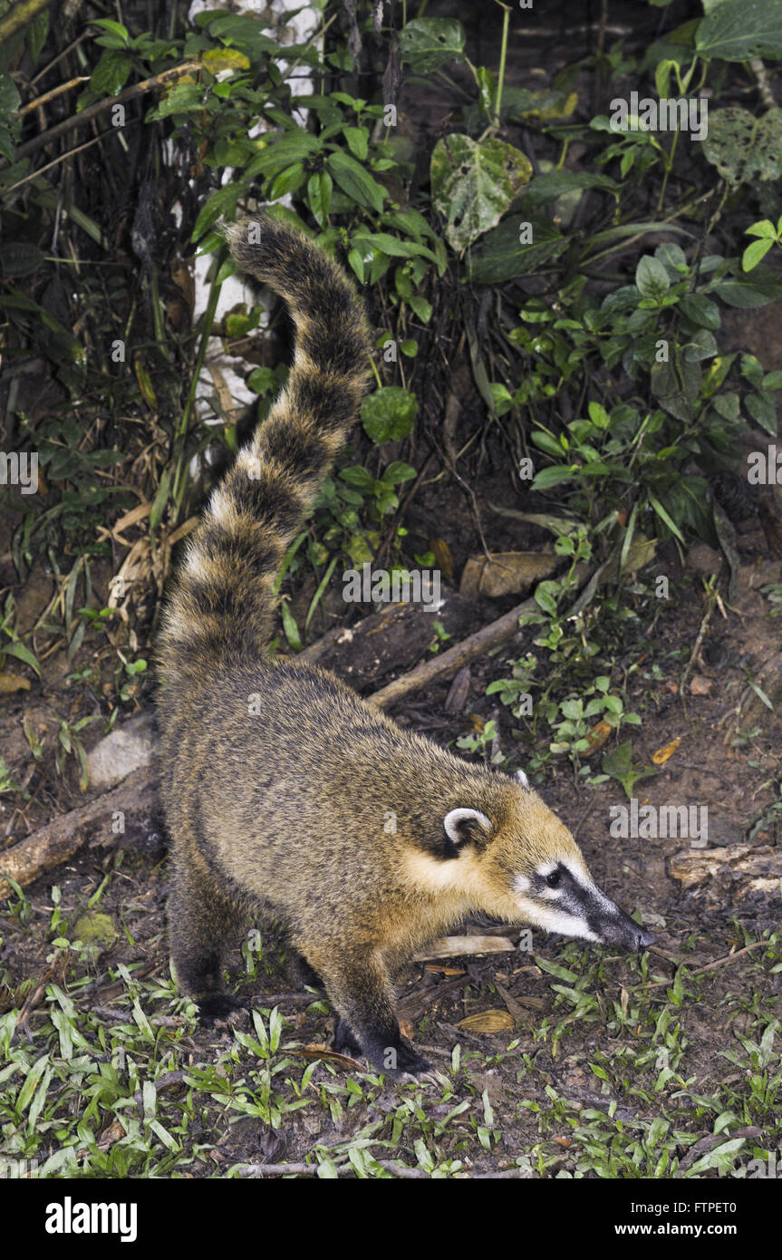 Raccoon tail hi-res stock photography and images - Alamy