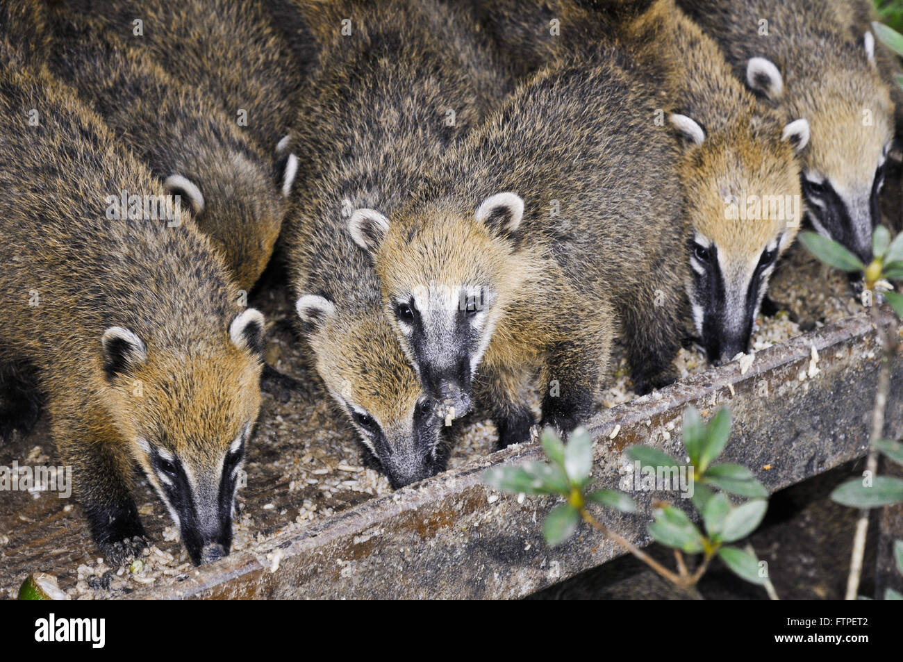 Raccoon tail hi-res stock photography and images - Alamy