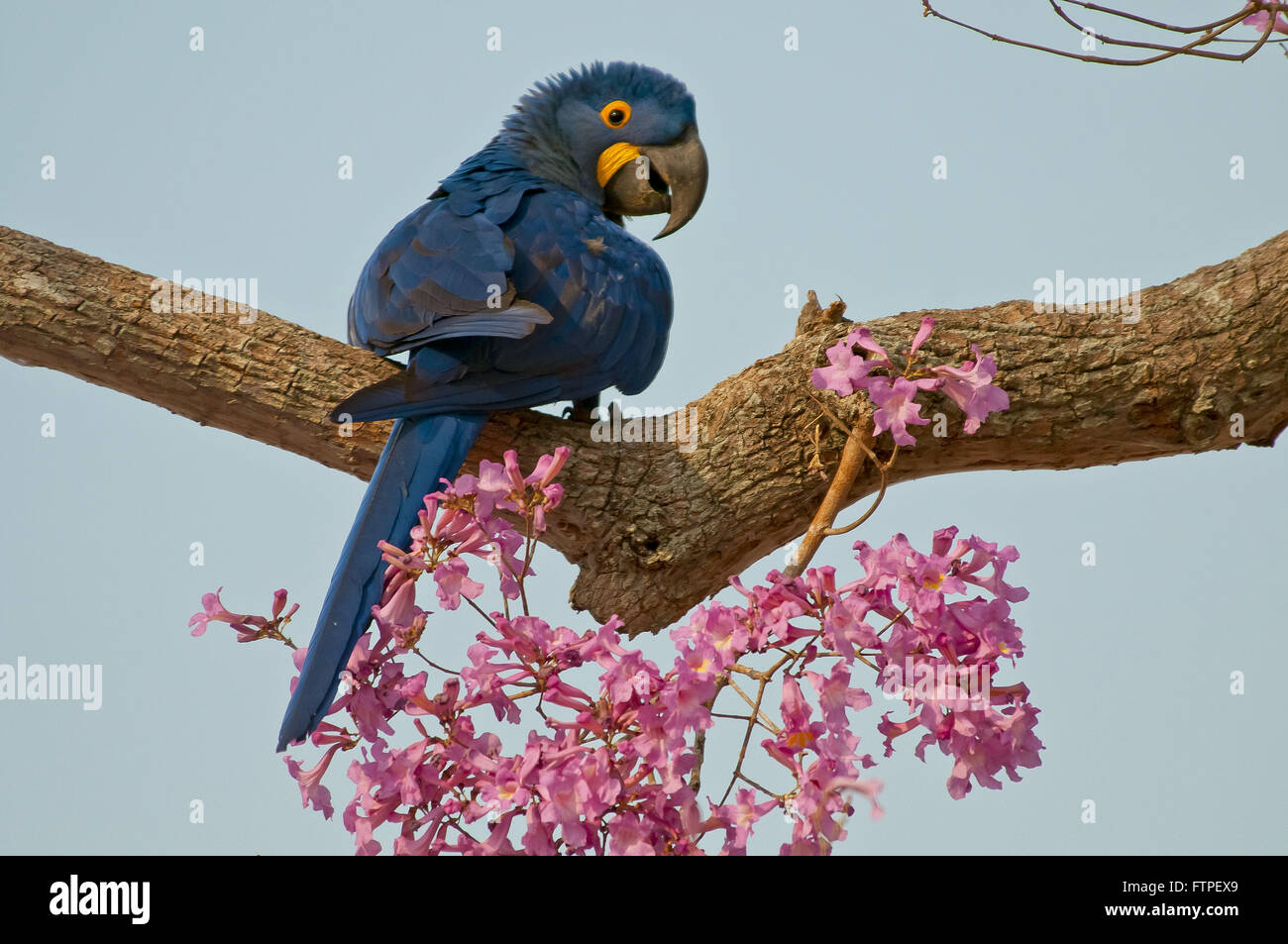Purple Hyacinth Macaw