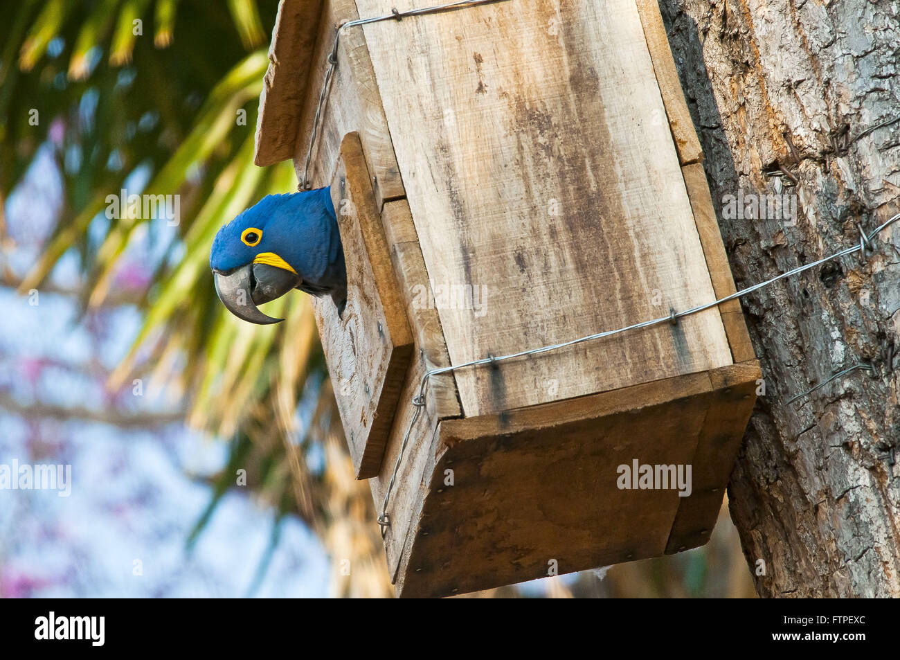 Macaw Nest Box