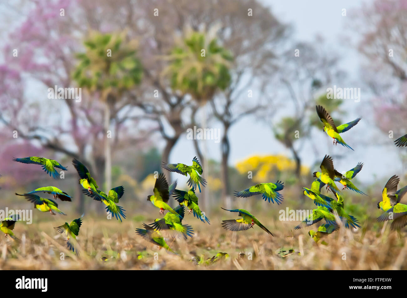 Flock of parakeets Principe Negro - Nandayus nenday Stock Photo - Alamy