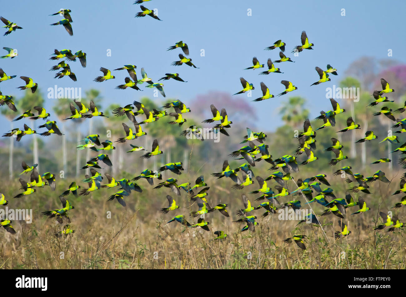 Flock of parakeets Principe Negro - Nandayus nenday Stock Photo - Alamy
