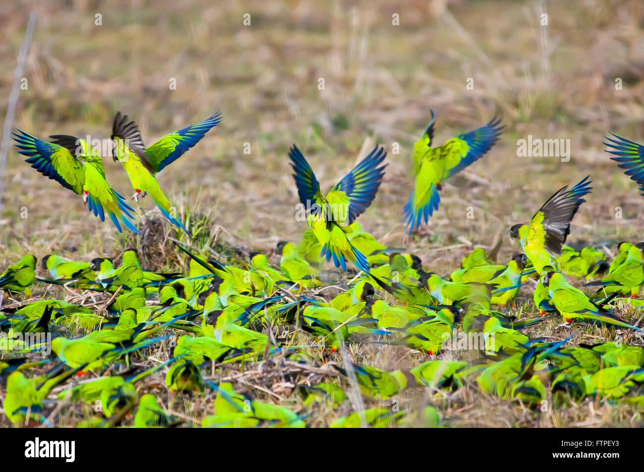 Flock of parakeets Principe Negro - Nandayus nenday Stock Photo - Alamy