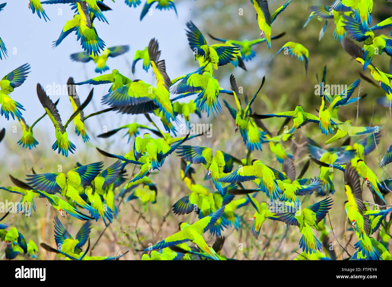 Animals Parakeets High Resolution Stock Photography and Images - Alamy