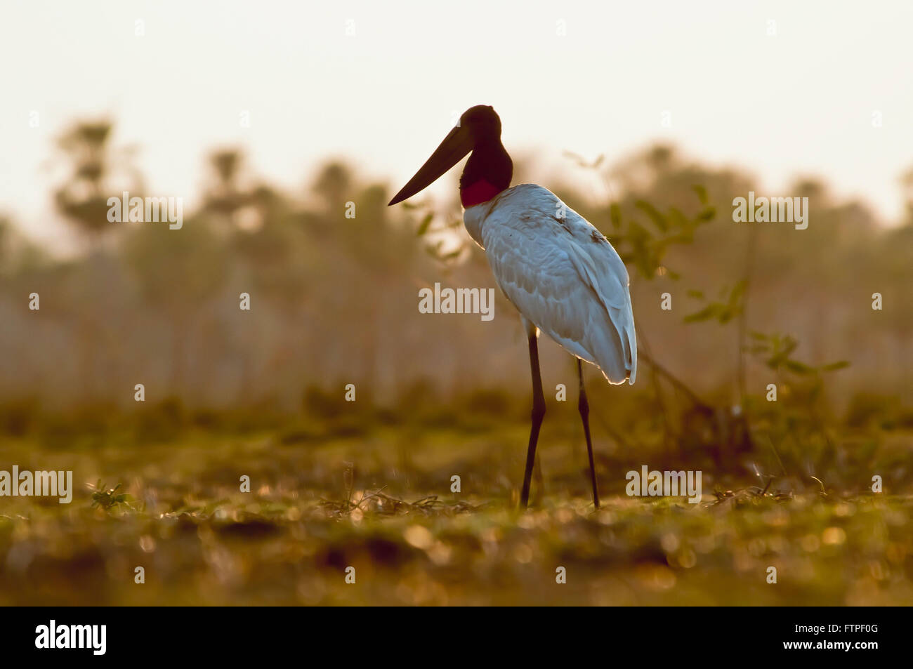 Tuiuiu bird symbol of the Pantanal - Pantanal Sul - Jabiru Mycteria ...